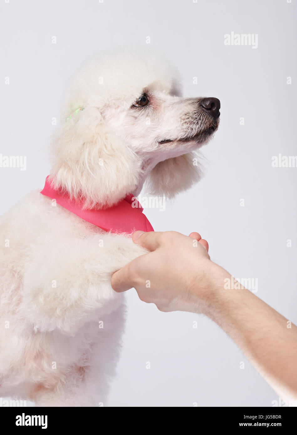 White poodle giving paw isolated on white background.Human hand holding ...