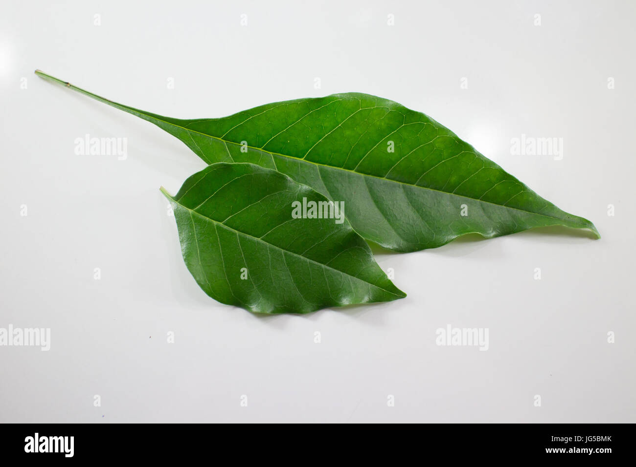 Indian cork tree flowers hi-res stock photography and images - Alamy