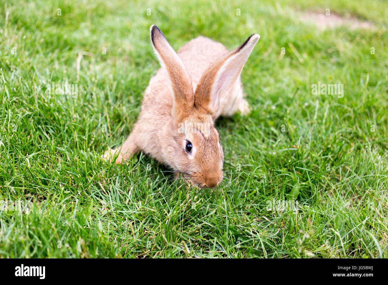 Live adult rabbit hi-res stock photography and images - Alamy