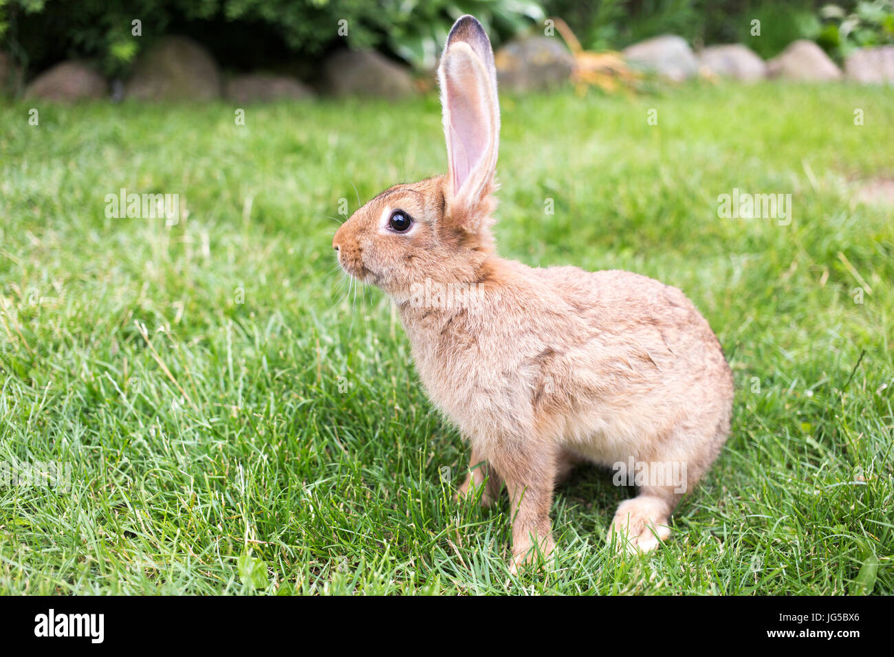 Red-haired rabbit on the farm. Red-haired hare on the grass in nature ...