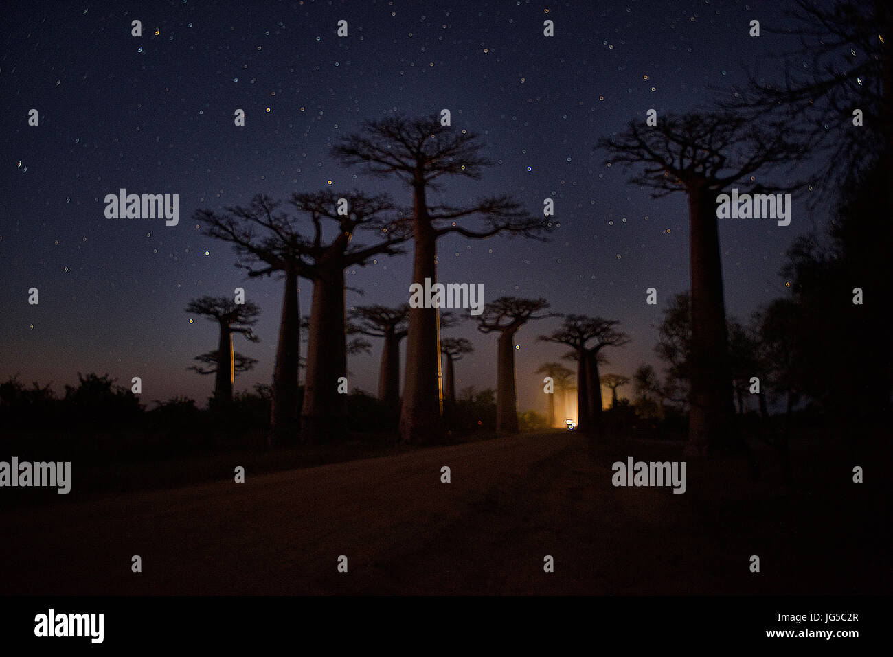 Night on the Avenue of the Baobabs, Madagascar Stock Photo - Alamy