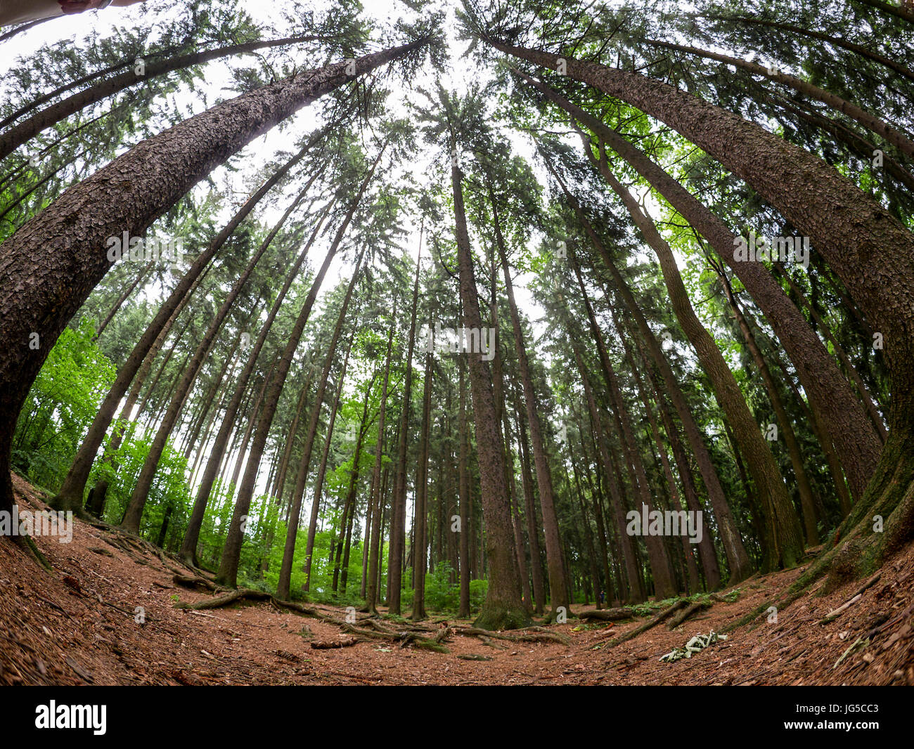 Calm forest background taken by fish eye lens Stock Photo - Alamy