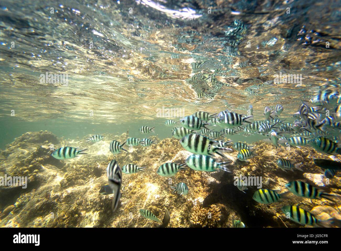 School of fish and coral reef in Watamu National Park, Kenya Stock ...