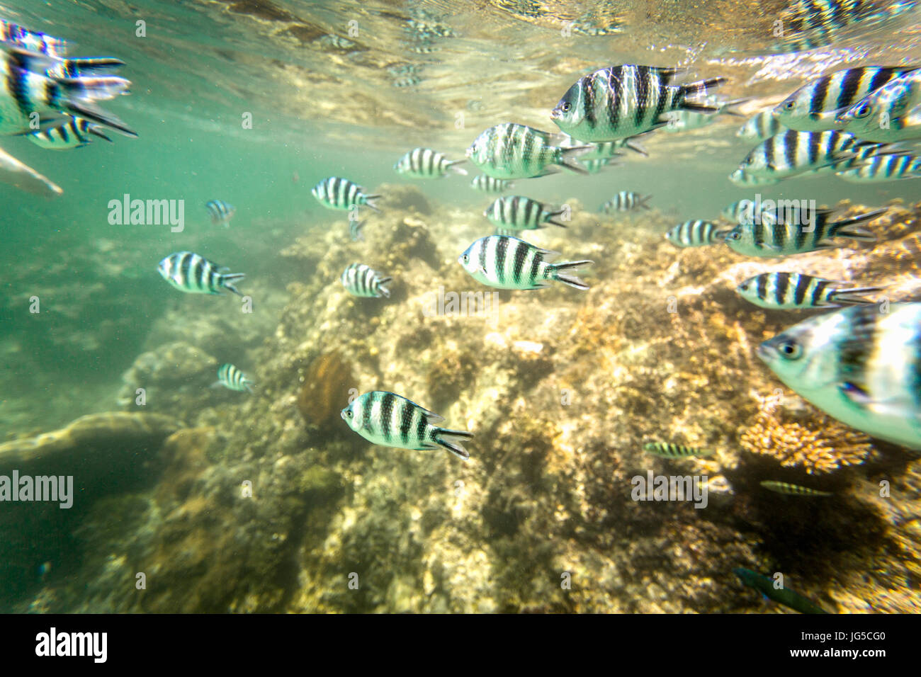School of fish and coral reef in Watamu National Park, Kenya Stock ...