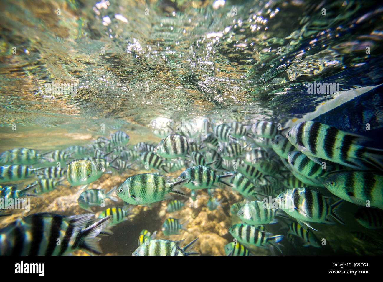 School of fish and coral reef in Watamu National Park, Kenya Stock ...