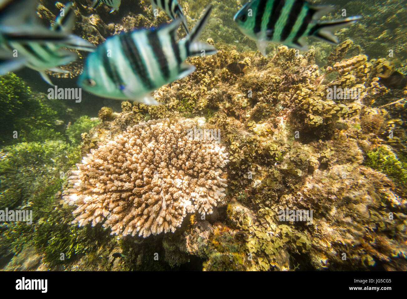 School of fish and coral reef in Watamu National Park, Kenya Stock ...