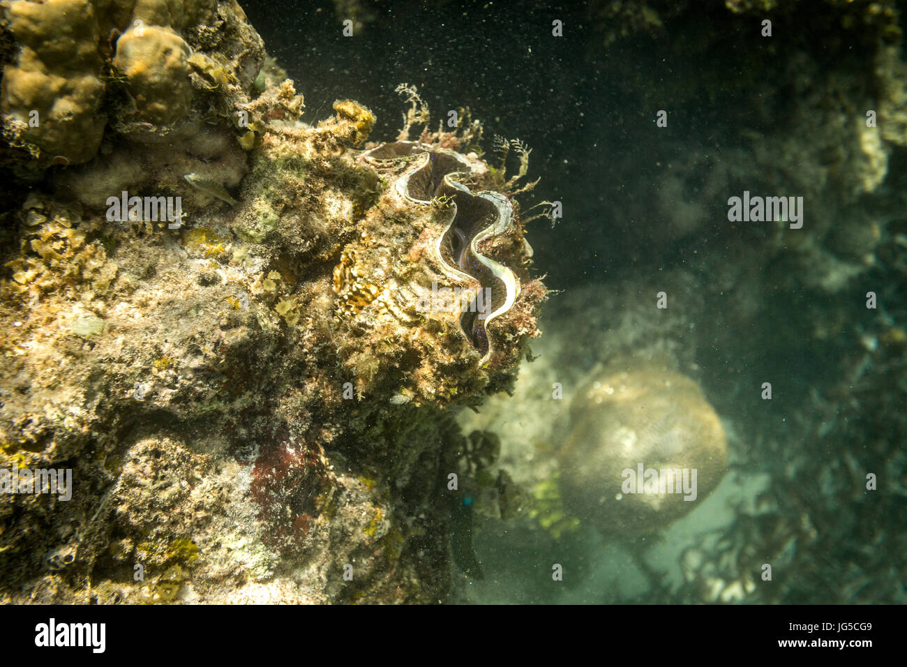 Beautiful underwater shell of mollusk, Kenya, East Africa Stock Photo ...