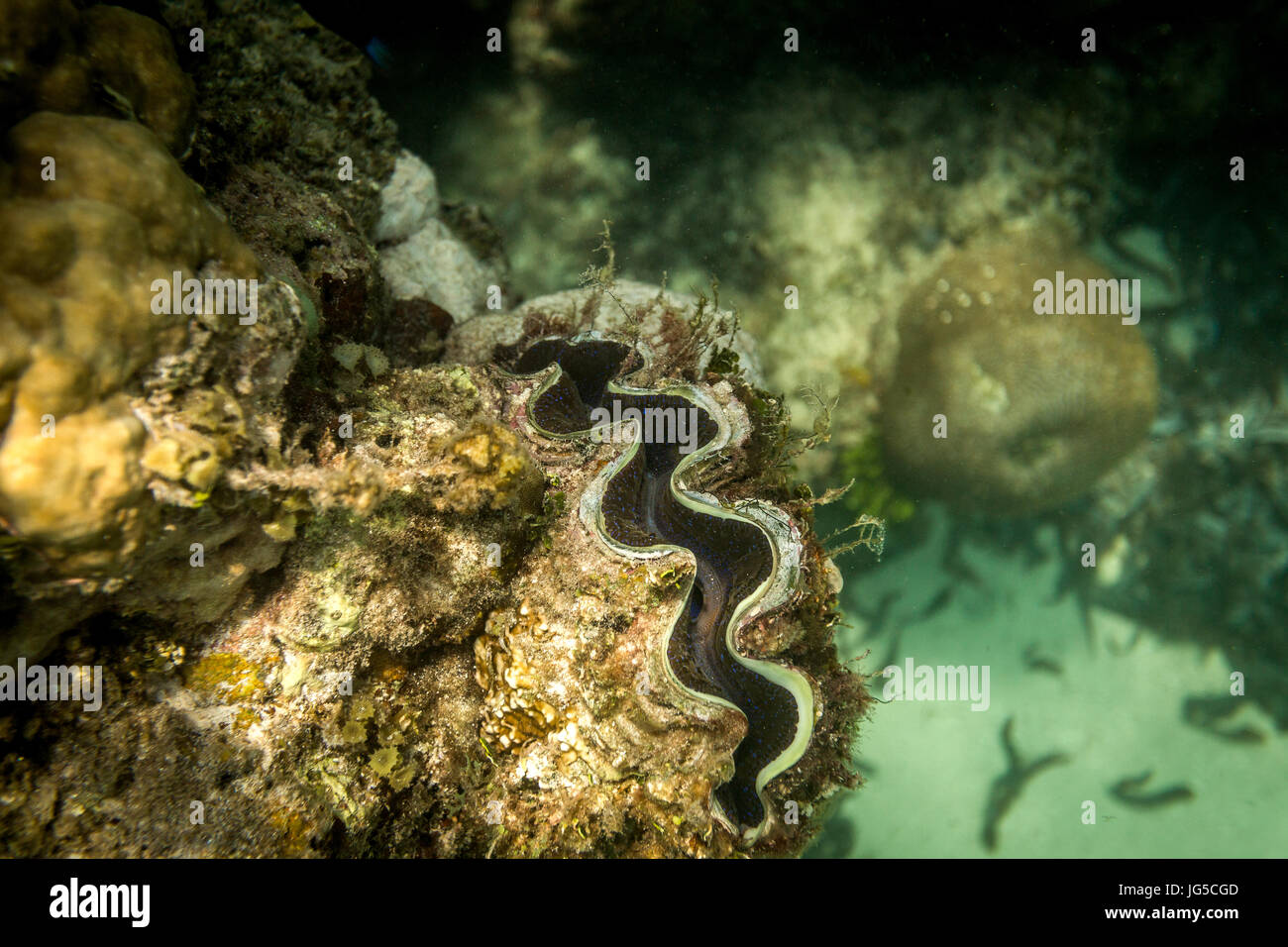 Underwater shells ocean sand hi-res stock photography and images - Alamy