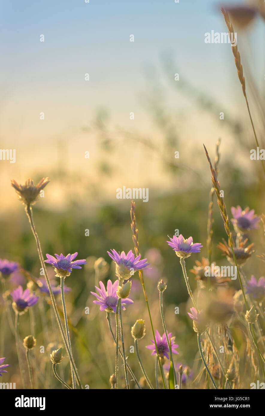 Xeranthemum annuum flower in summer time Stock Photo - Alamy