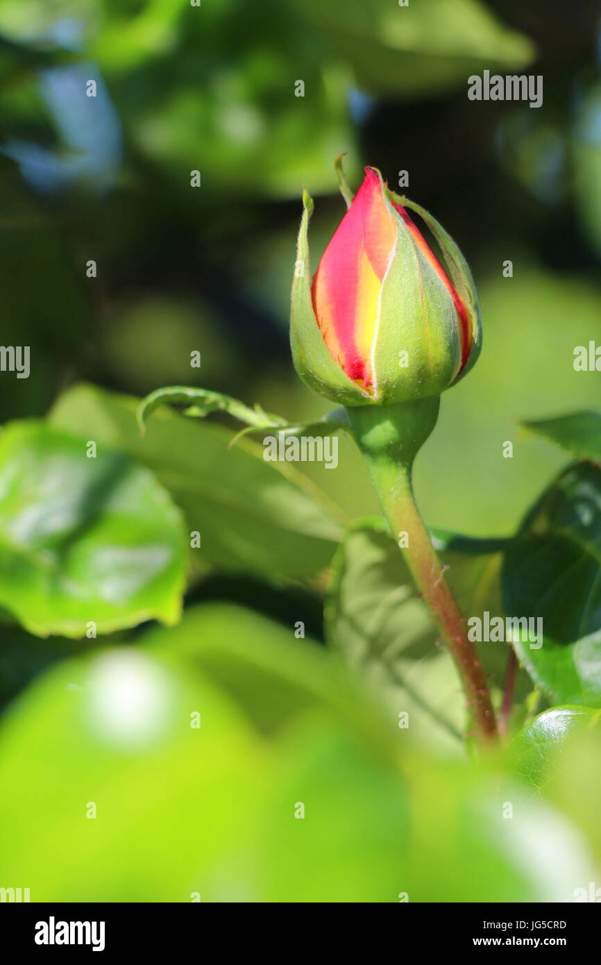 Rosebud thorns hi-res stock photography and images - Alamy