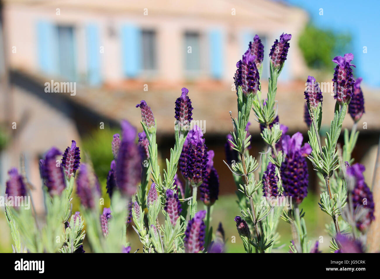 Lavender in front of a cottage house Stock Photo - Alamy