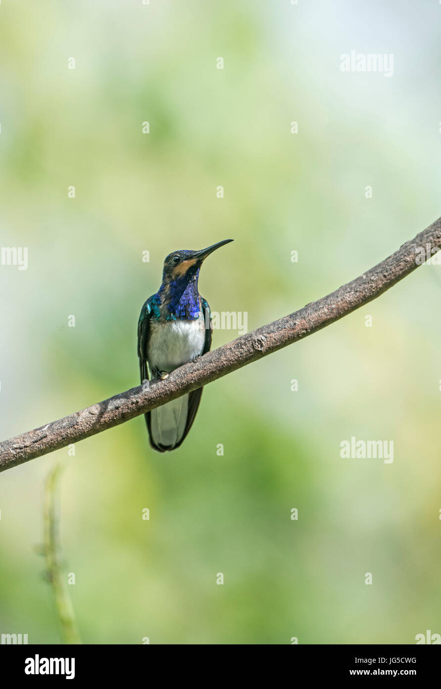 Jacobin bird hi-res stock photography and images - Alamy