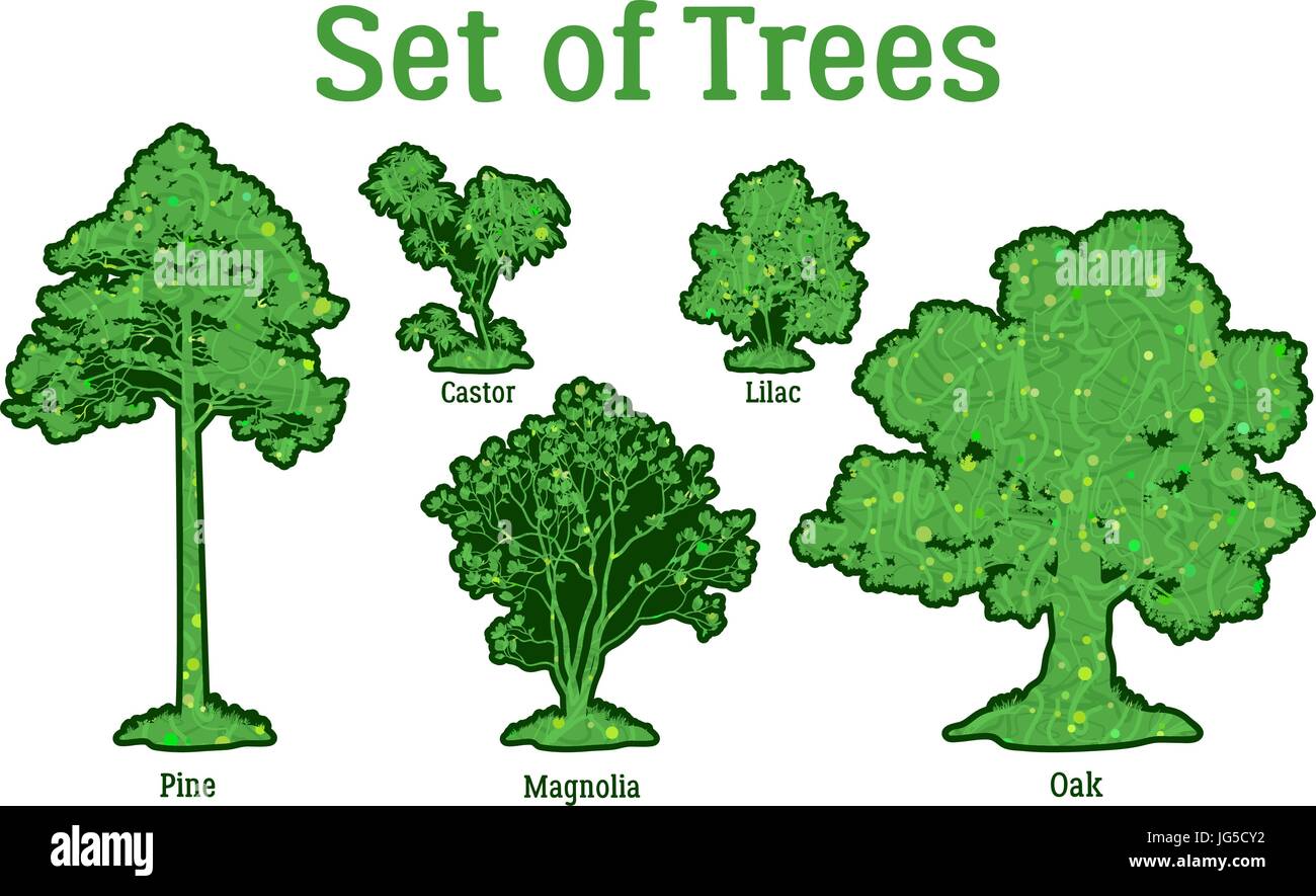 Pine trees green plants Stock Vector Images - Alamy