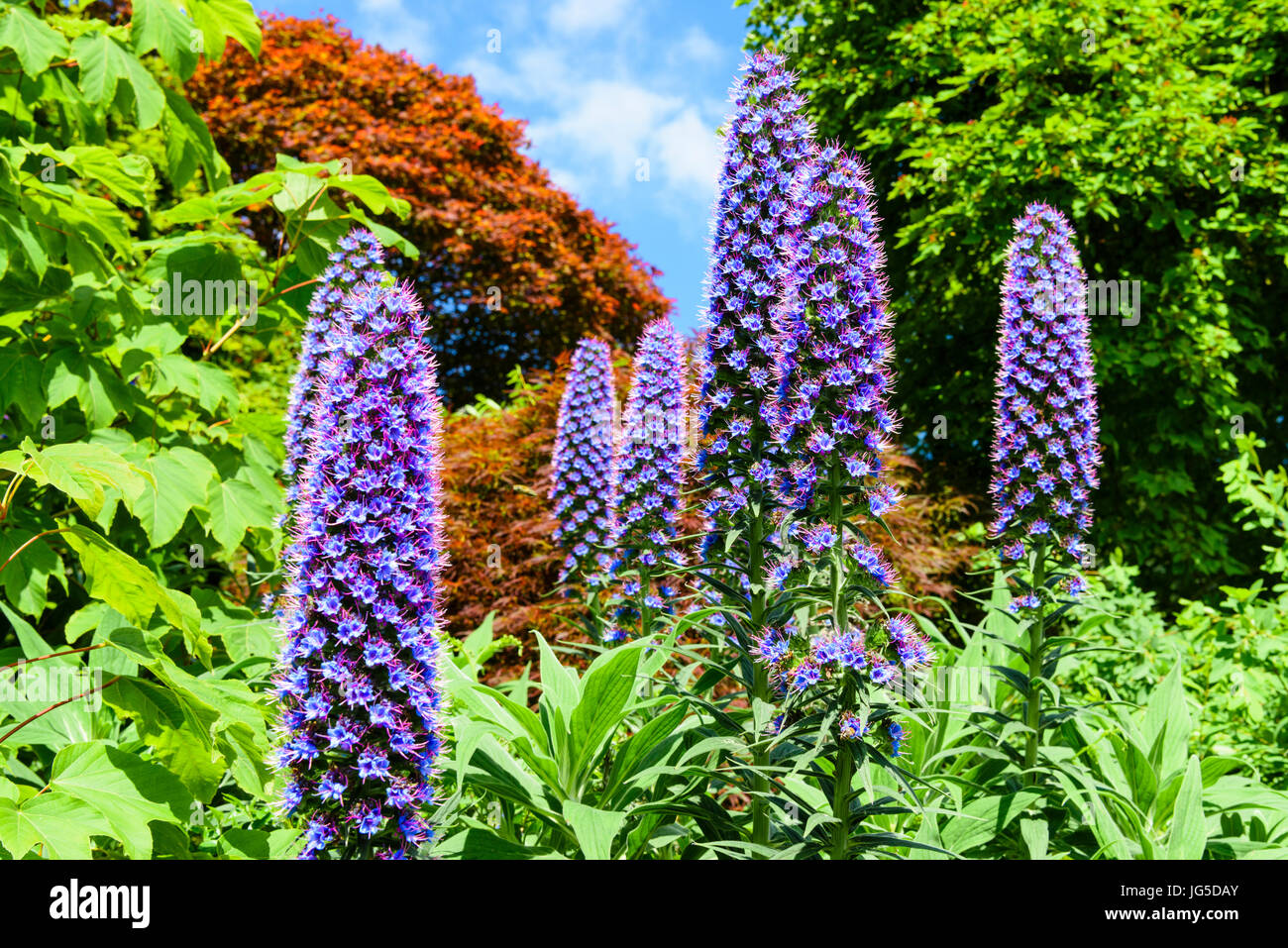 Tall blue flower spikes hi-res stock photography and images - Alamy