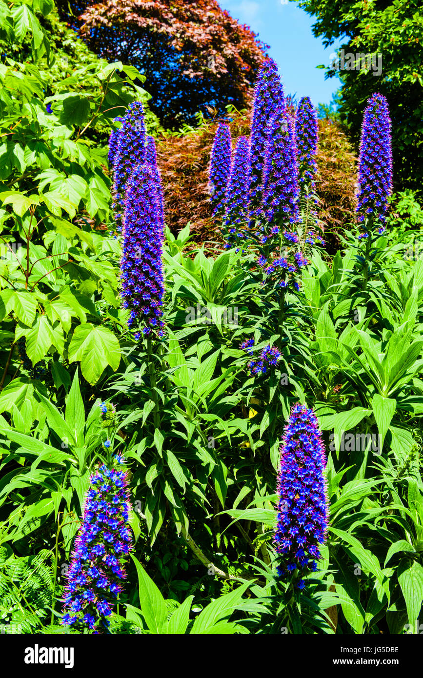 Tall flower spikes hi-res stock photography and images - Alamy