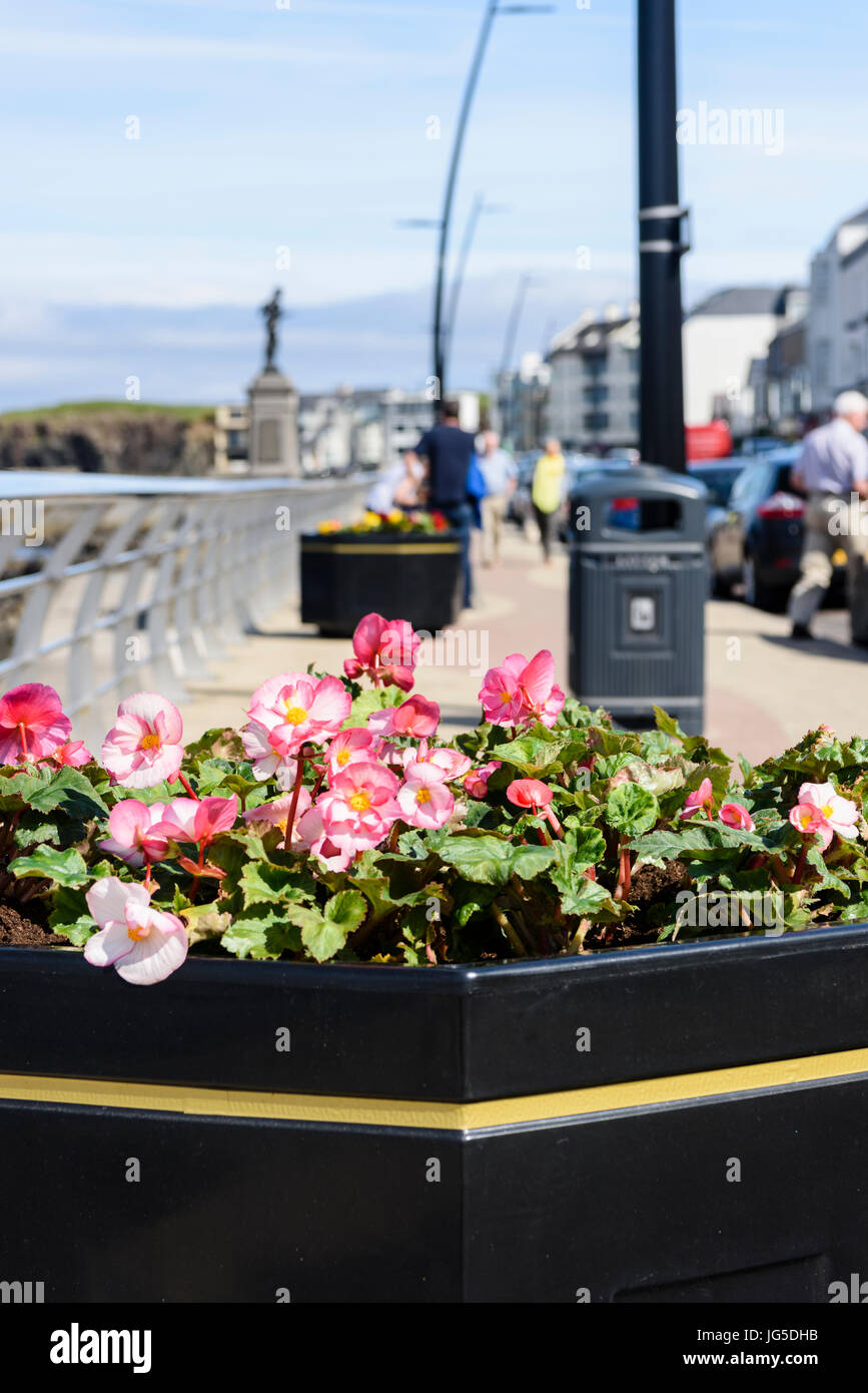 Flowers in a planter on Portstewart Promenade Stock Photo - Alamy