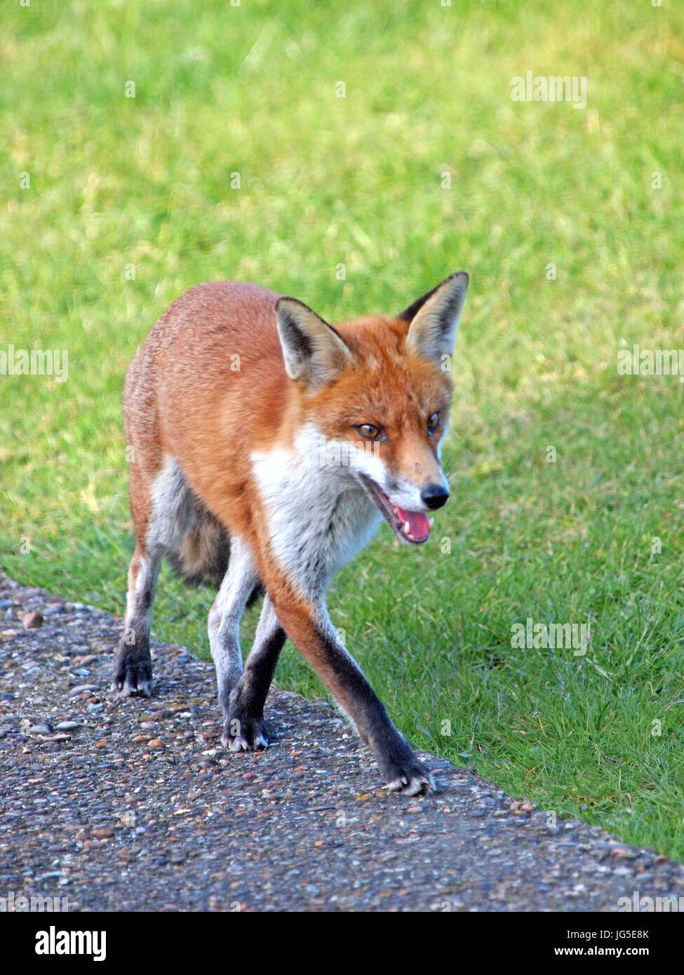 A red fox walking up a garden pathway Stock Photo - Alamy
