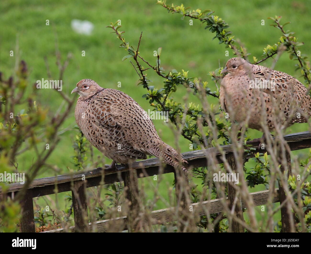 Two female pheasants sitting on a fence Stock Photo - Alamy