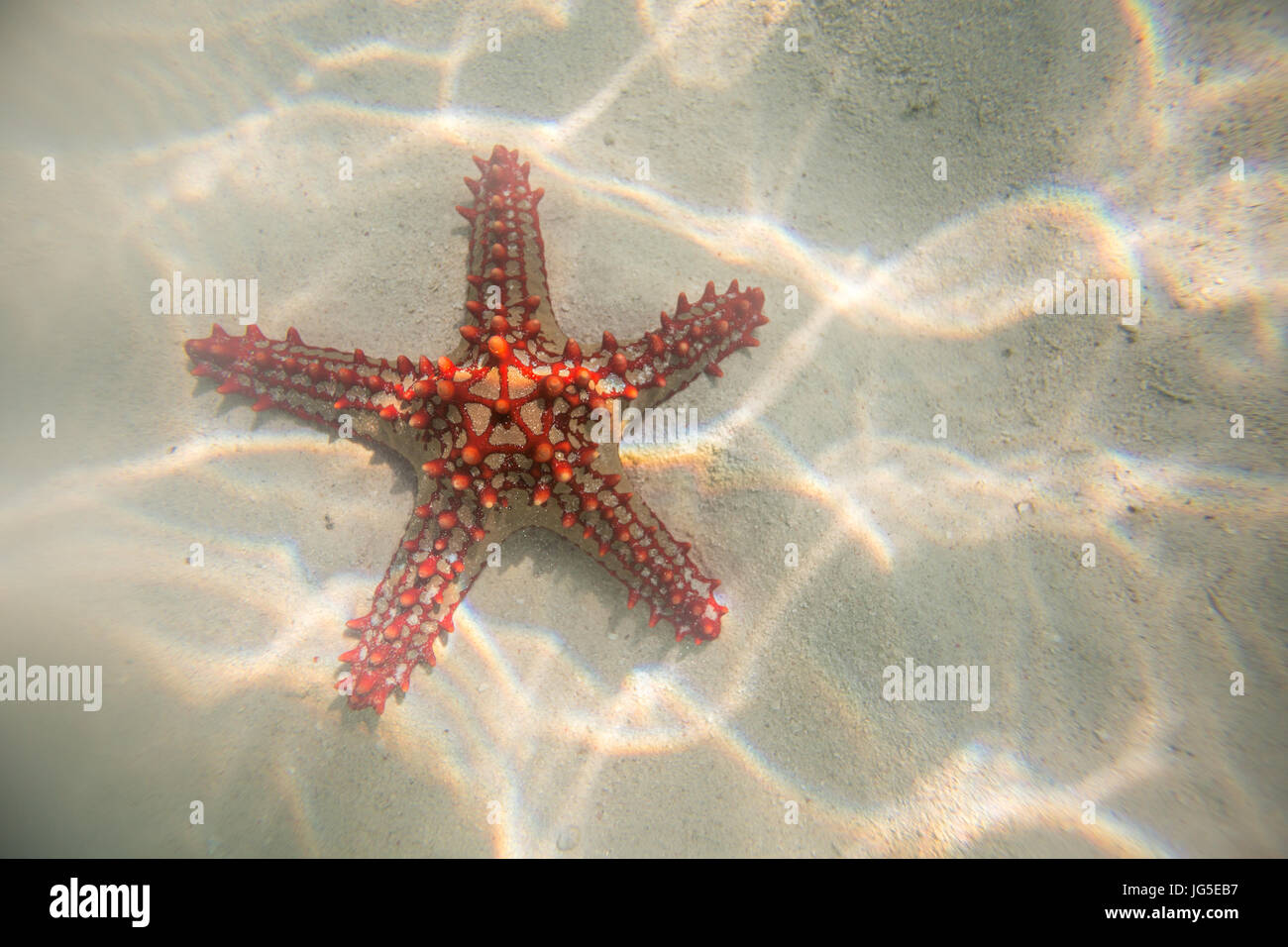 Indian ocean starfish hi-res stock photography and images - Alamy