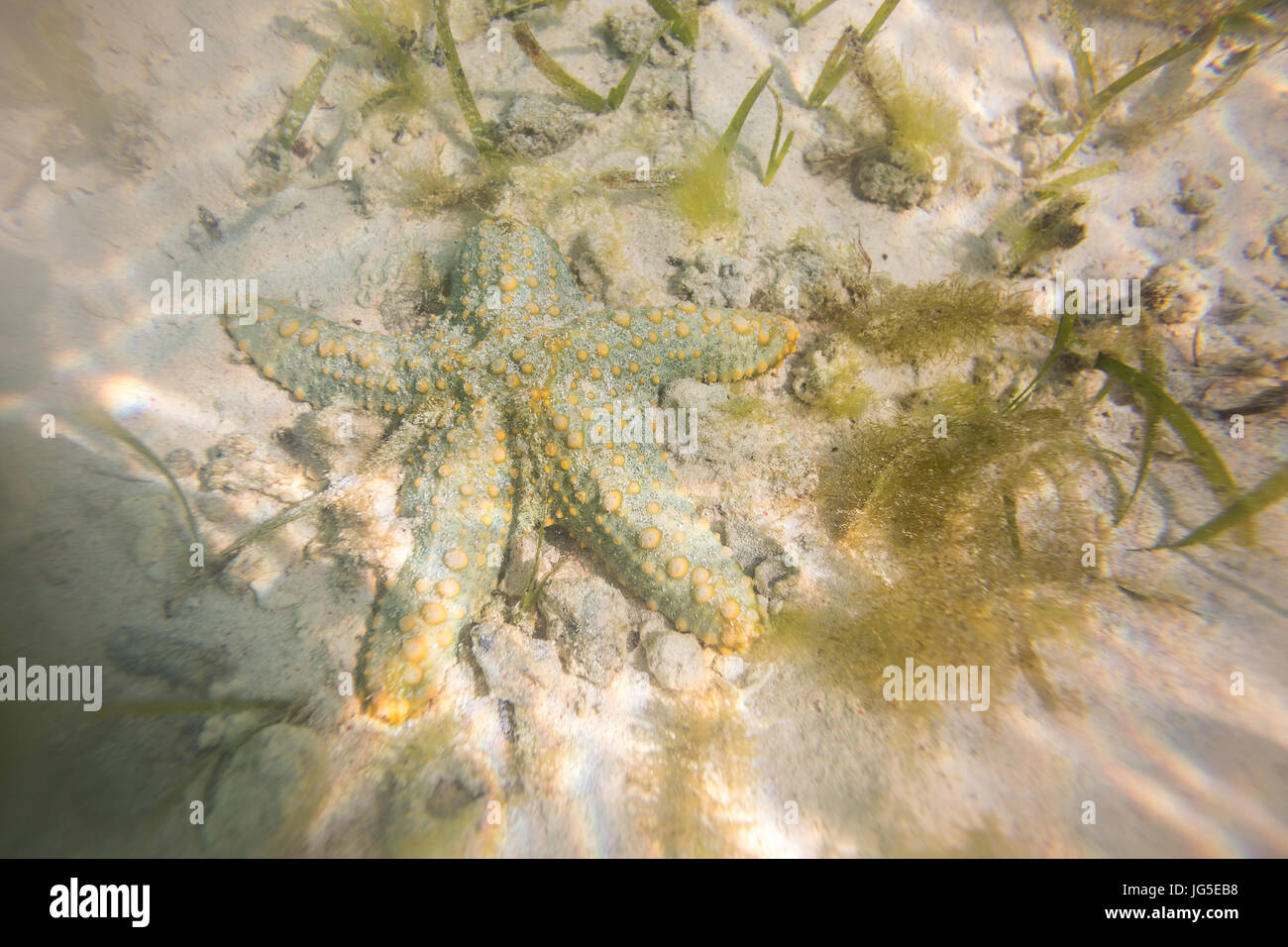 Indian ocean starfish hi-res stock photography and images - Alamy