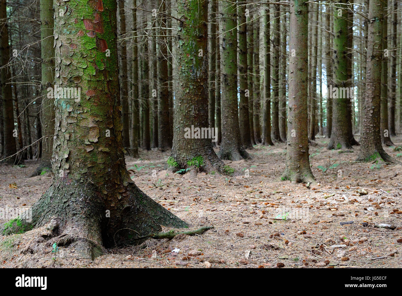 Barren forest hi-res stock photography and images - Alamy