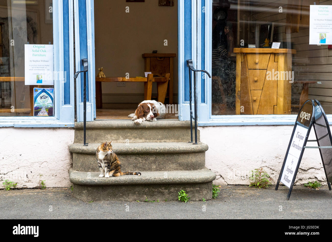 Resting Springer Spaniel on stone steps with a cat Stock Photo - Alamy