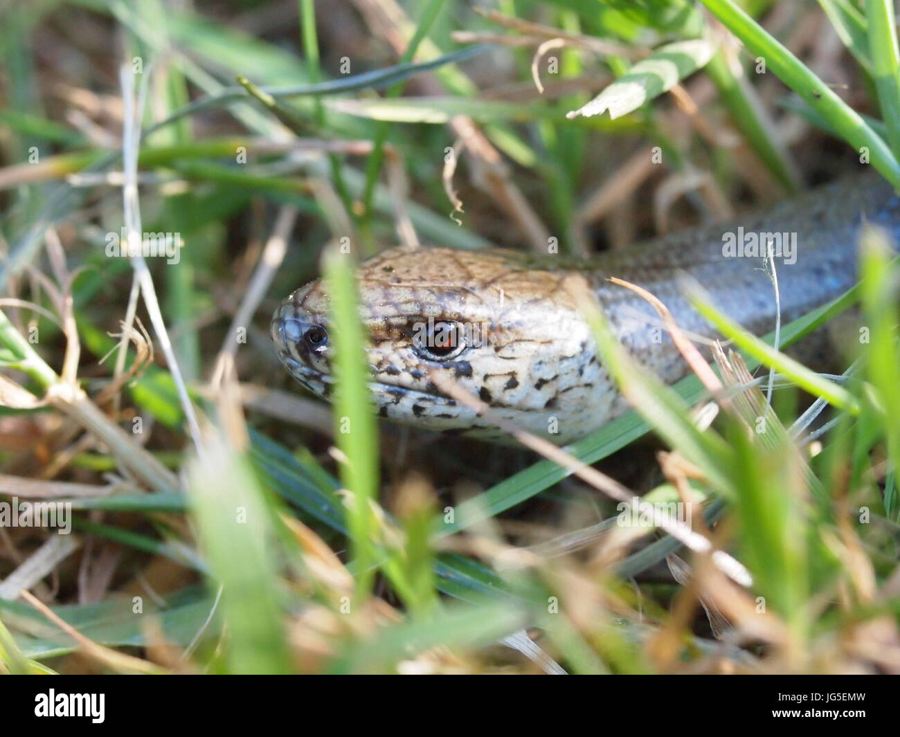 Slow worm hi-res stock photography and images - Alamy