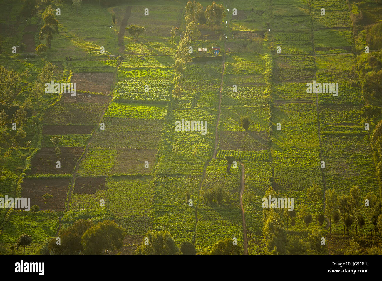 African rice plantation hi-res stock photography and images - Alamy