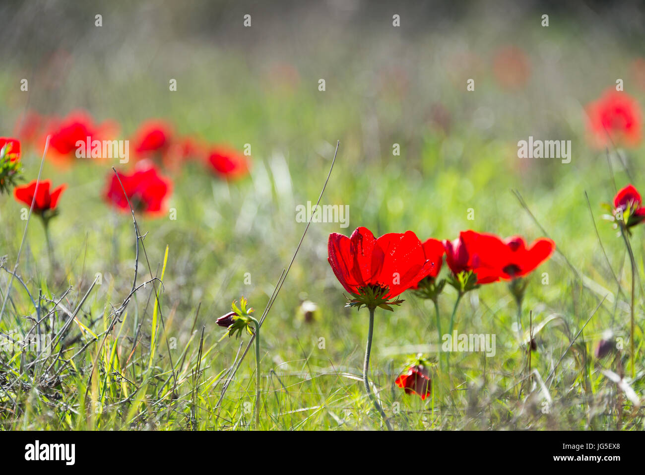 Visit to Eshkol National Park (HaBsor National Park Stock Photo - Alamy