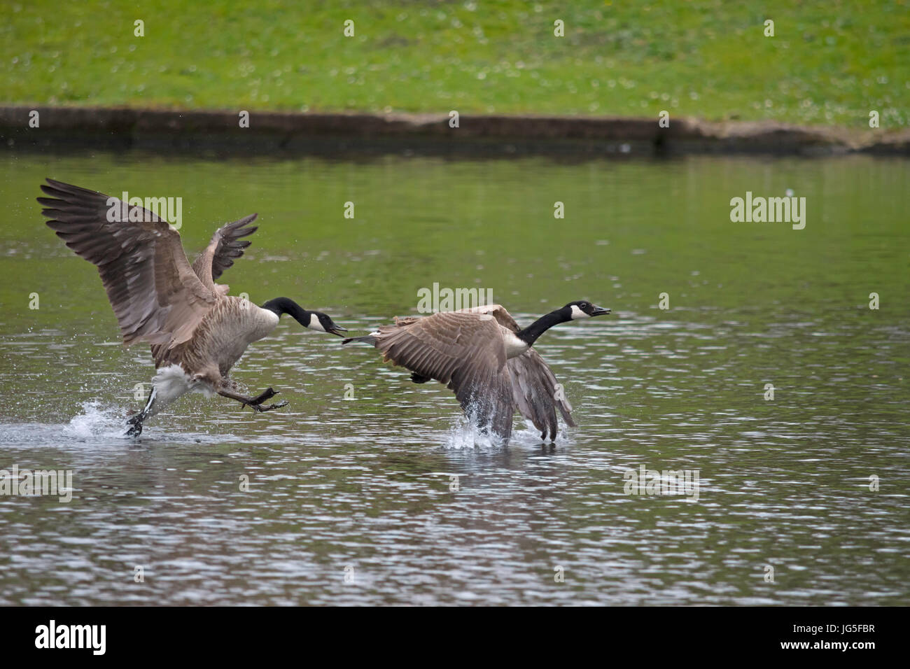Geese fighting hi-res stock photography and images - Alamy