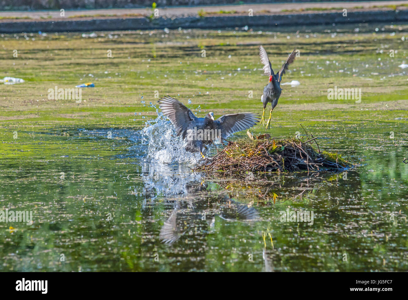 Defending nest hi-res stock photography and images - Alamy
