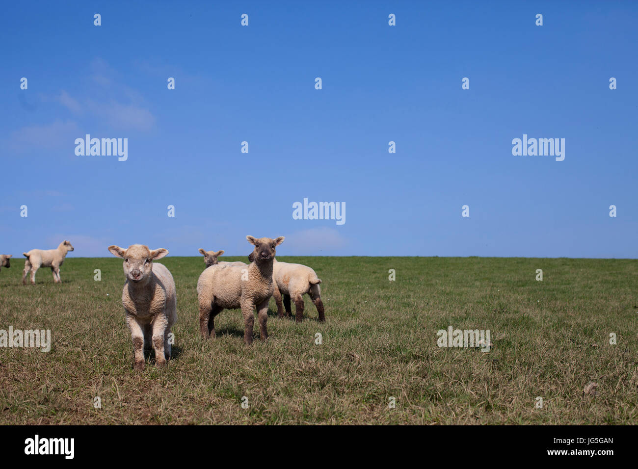 Spring lambs in a grass meadow, Cornwall UK Stock Photo - Alamy
