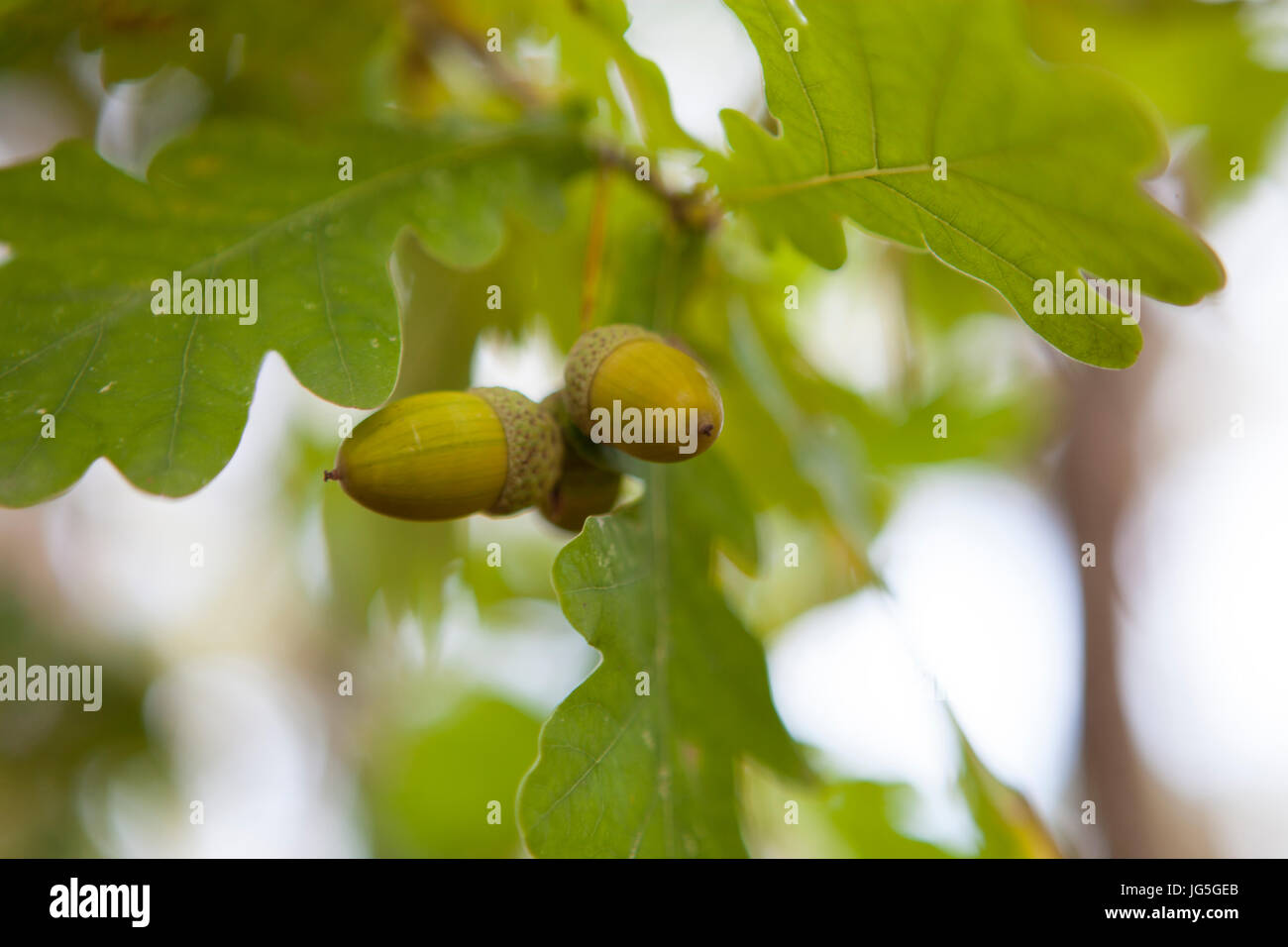 Acorns autumn uk hi-res stock photography and images - Alamy