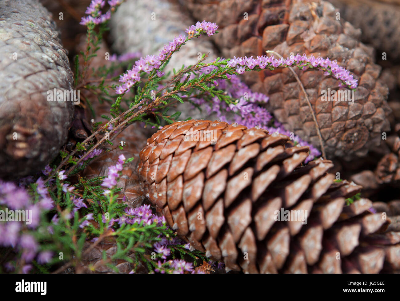 Trees with very large seeds hi-res stock photography and images - Alamy
