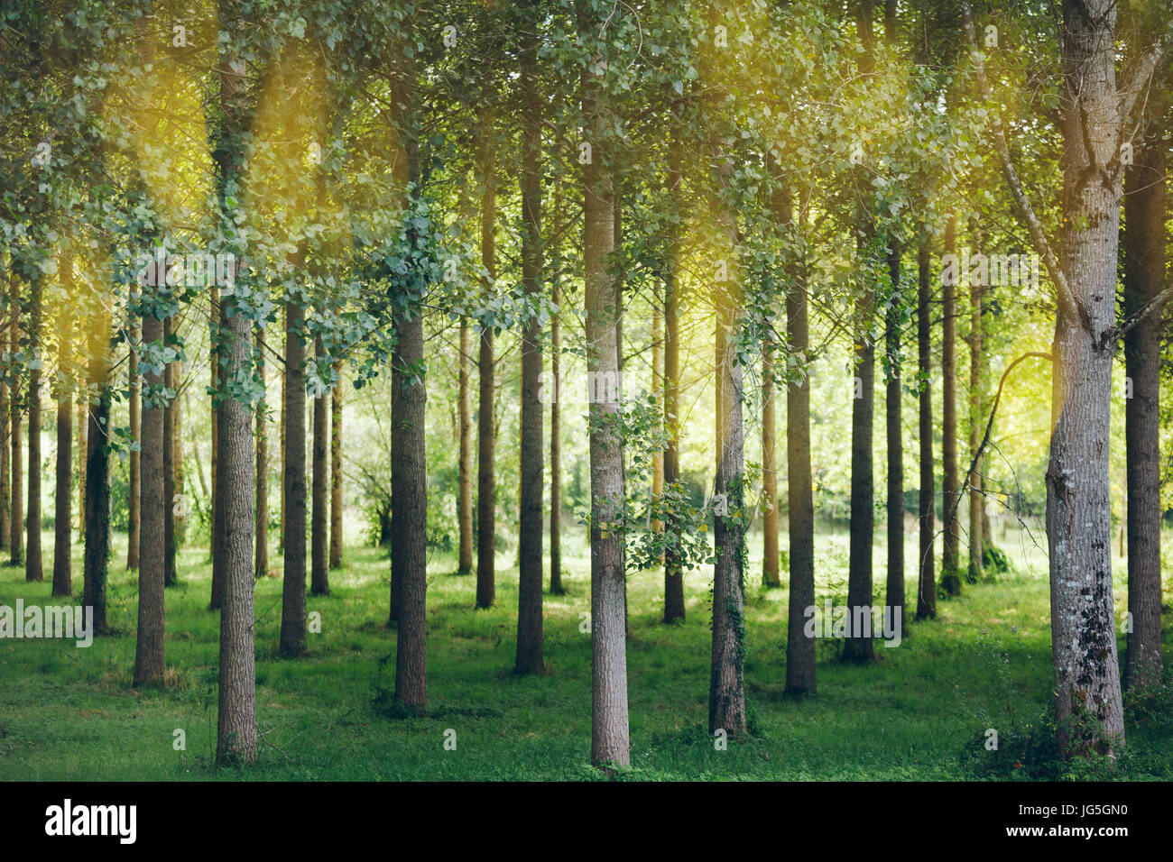 Trees planted in a row in the woods Stock Photo - Alamy