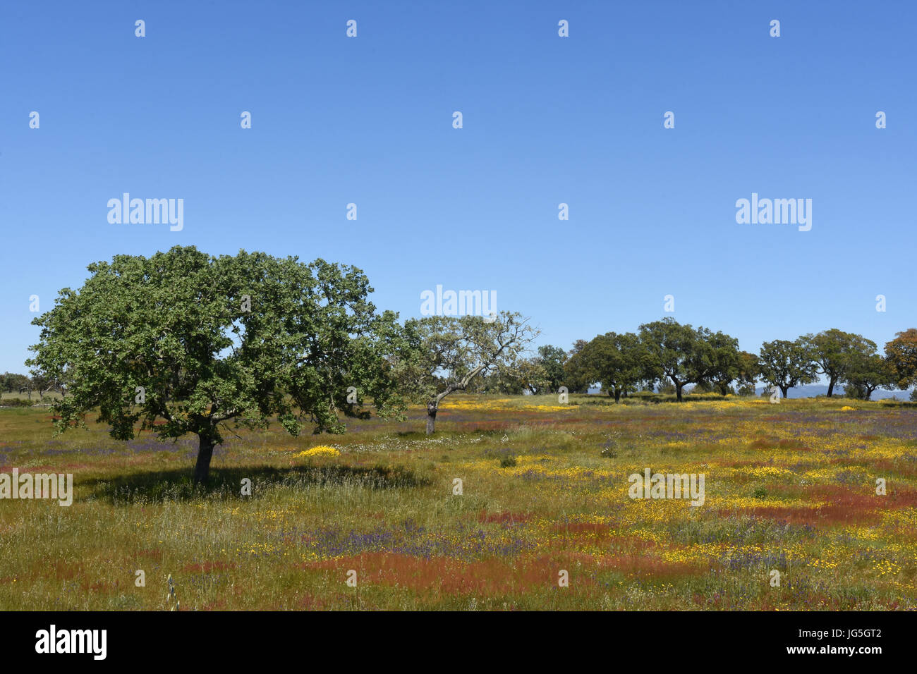 Spring landscape of Alentejo landscape between the village of Flor da ...