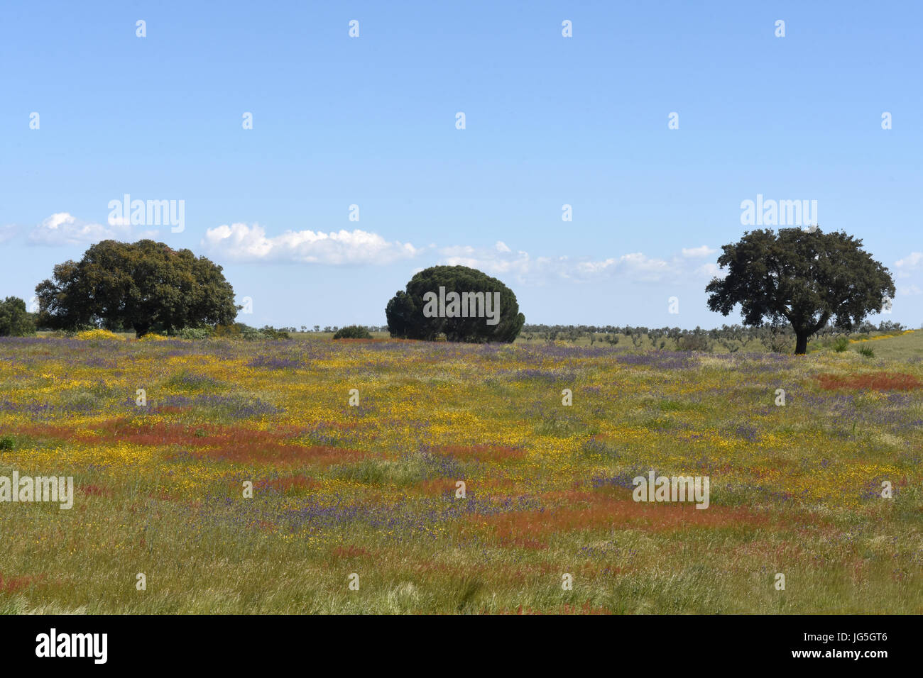 Spring landscape of Alentejo landscape between the village of Flor da ...