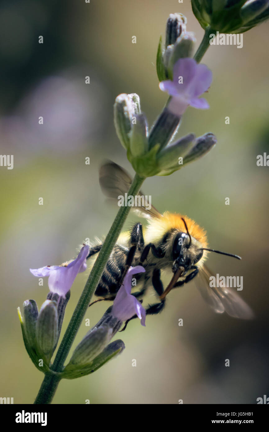 Lavender plant and bees hi-res stock photography and images - Alamy