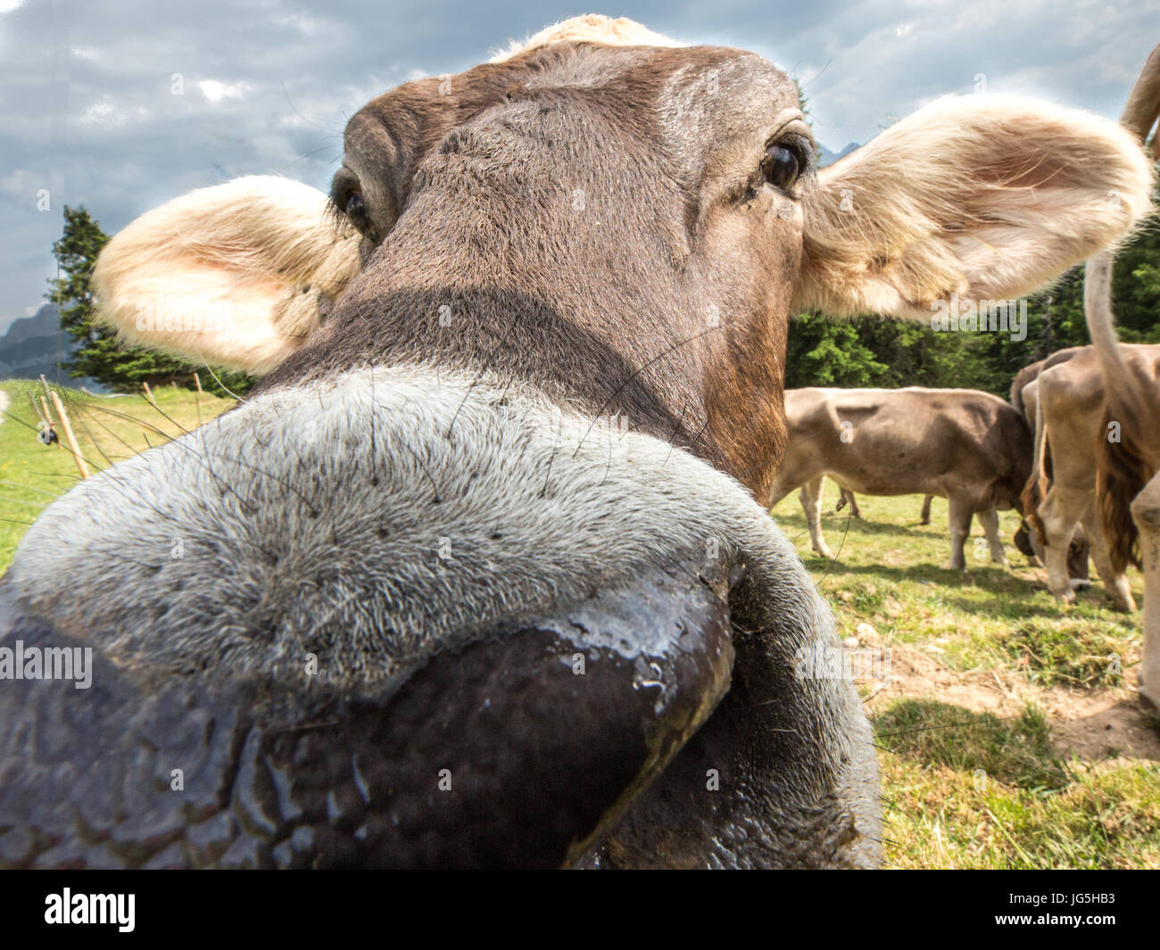 Big Swiss Cow Nose Stock Photo - Alamy