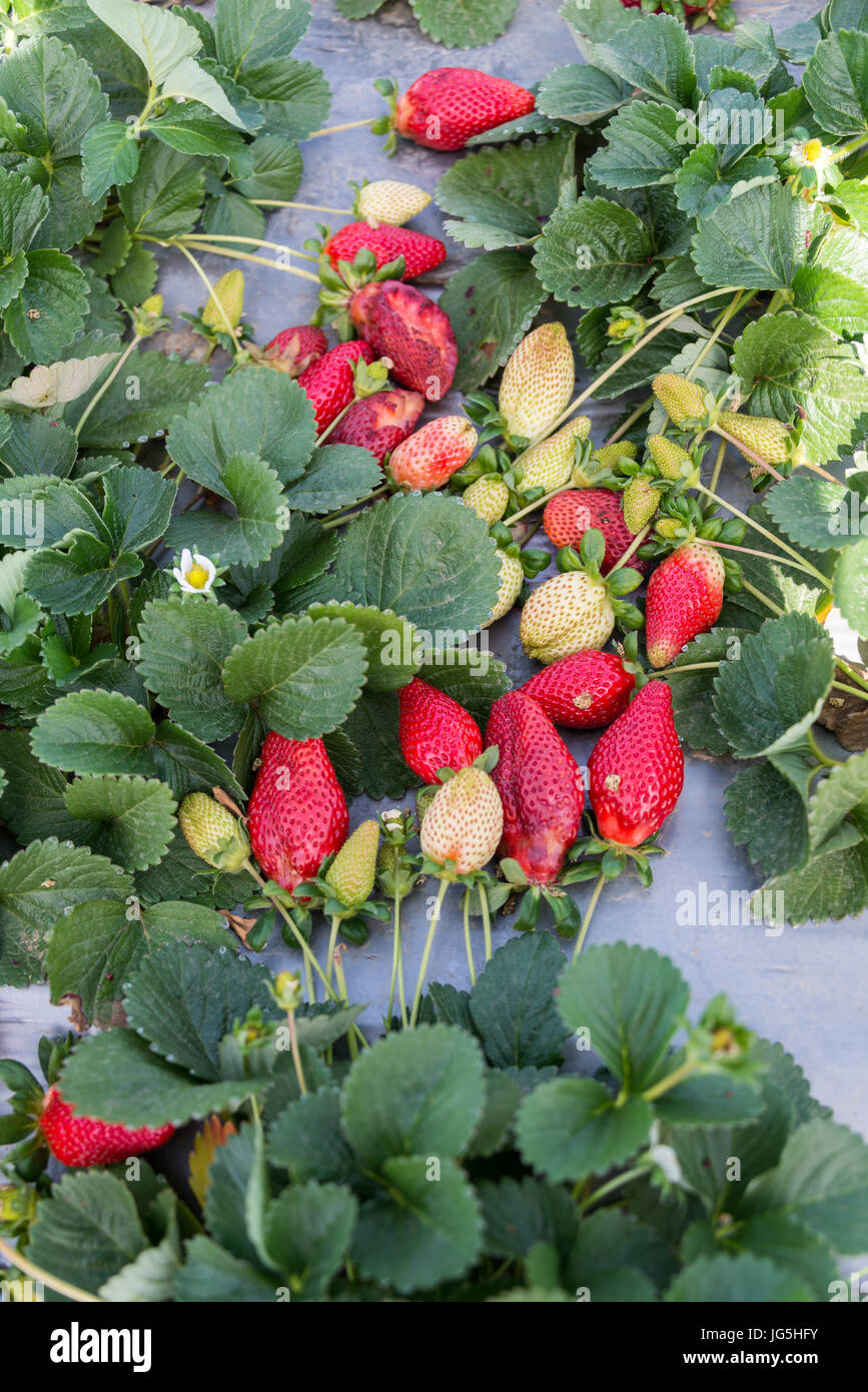 Strawberry picking at Hod ha Sharon, Israel Stock Photo - Alamy