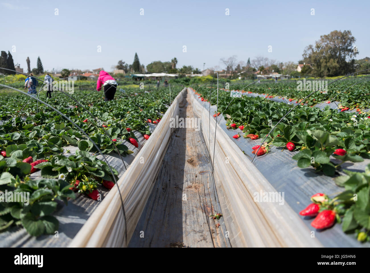 Strawberry picking at Hod ha Sharon, Israel Stock Photo - Alamy