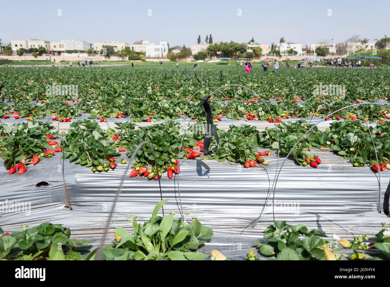 Strawberry picking at Hod ha Sharon, Israel Stock Photo - Alamy
