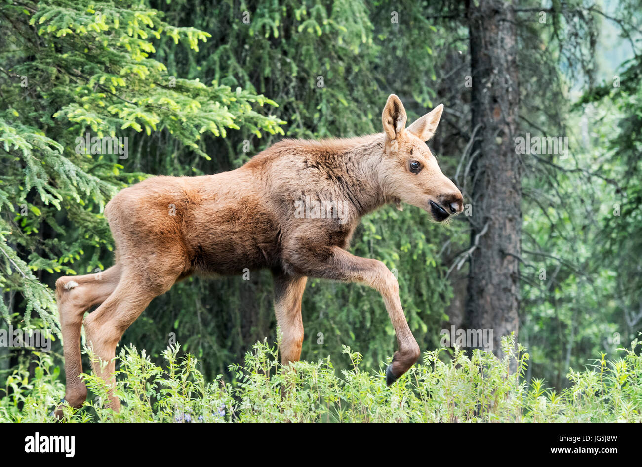 Taiga animals hi-res stock photography and images - Alamy