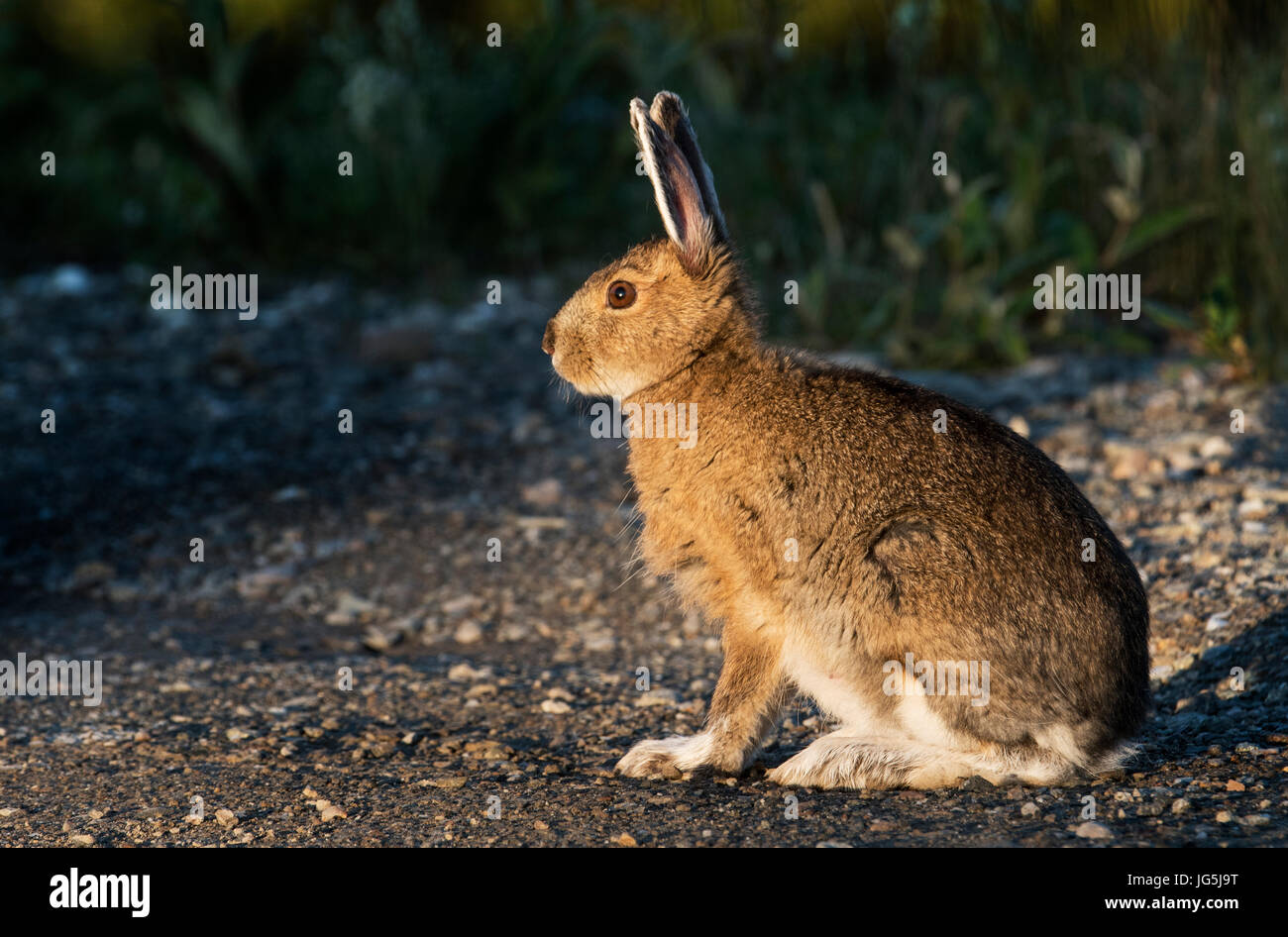 Snowshoe or varying hare, early summer, summer camouflage color, sub ...