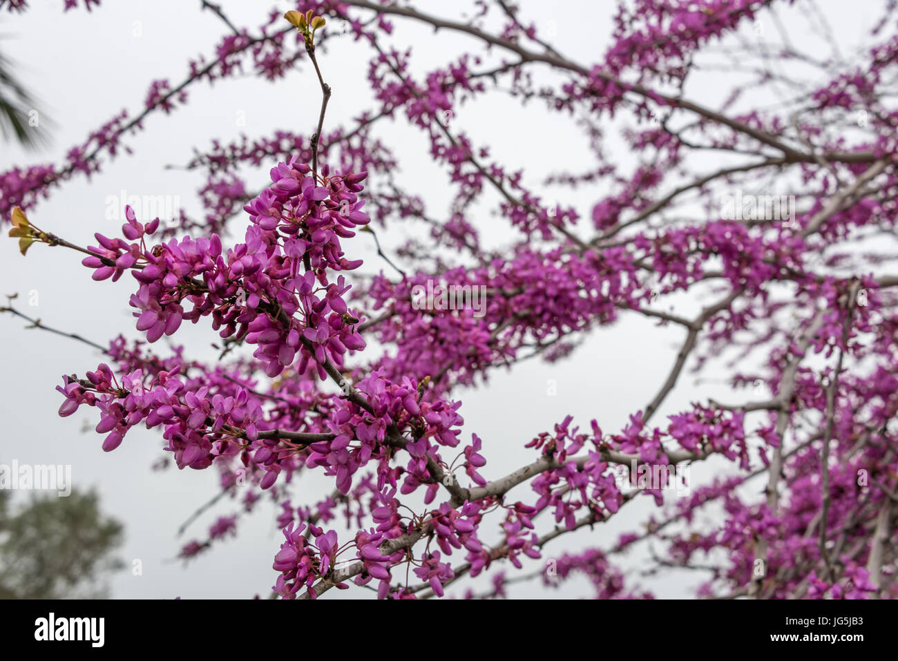 Judas tree at Ein Afek nature reserve, Israel Stock Photo - Alamy