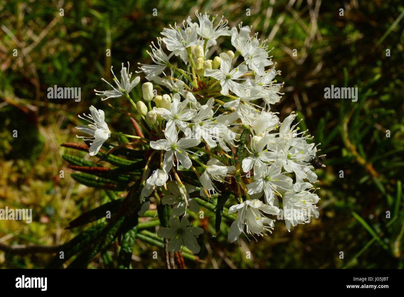 Bloom beautiful beautiful ledum marsh white flowers Stock Photo - Alamy