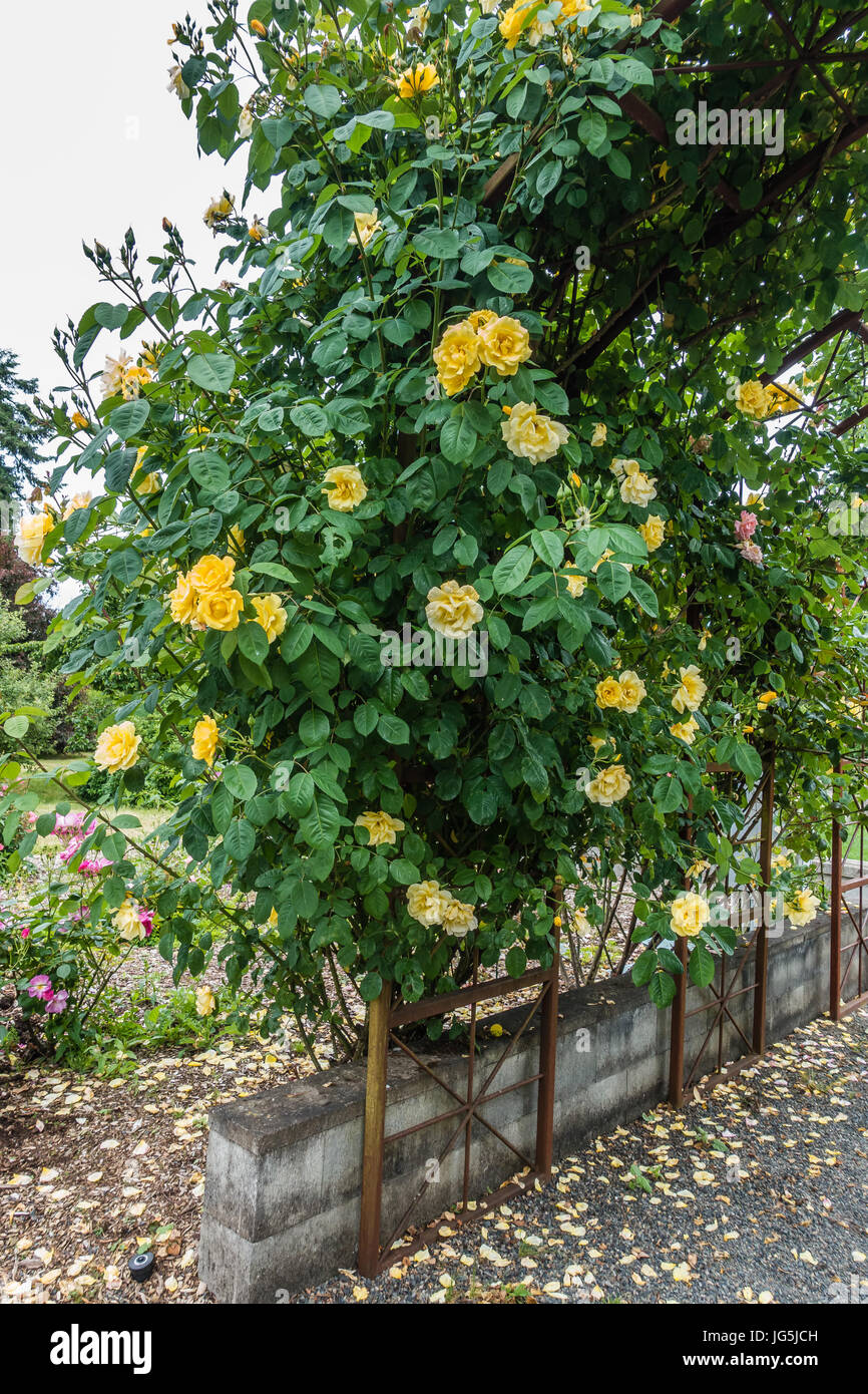 Yellow roses grow on an arbor in Seatac, Washington Stock Photo - Alamy