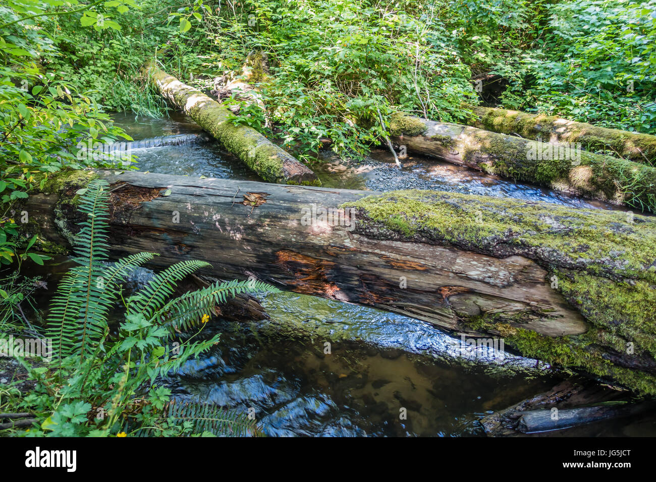 A view of decaying tree in a Pacific Northwest stream Stock Photo - Alamy
