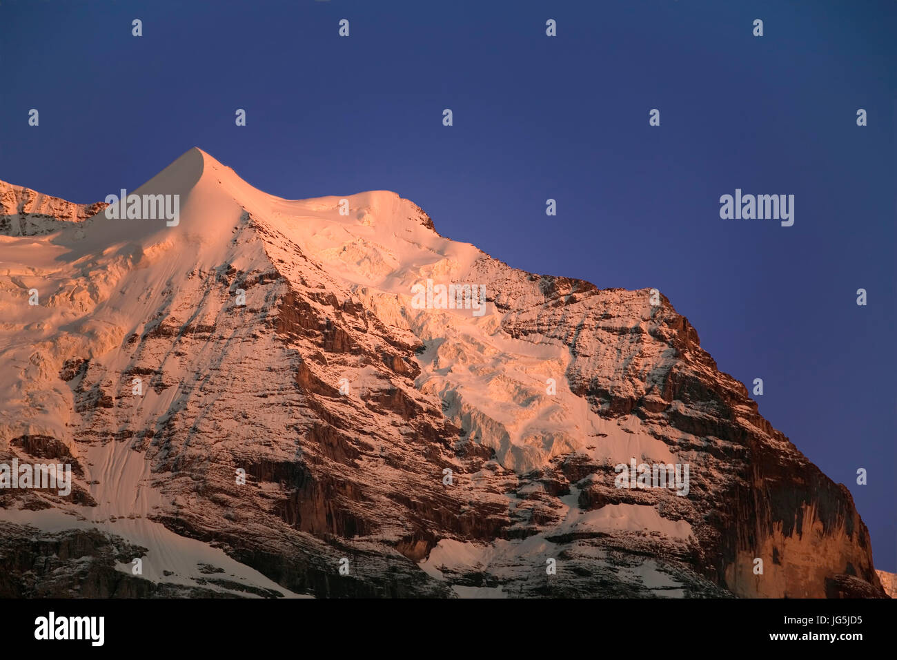 Alpenglow: the distinctive cone of the Silberhorn above the head of the ...