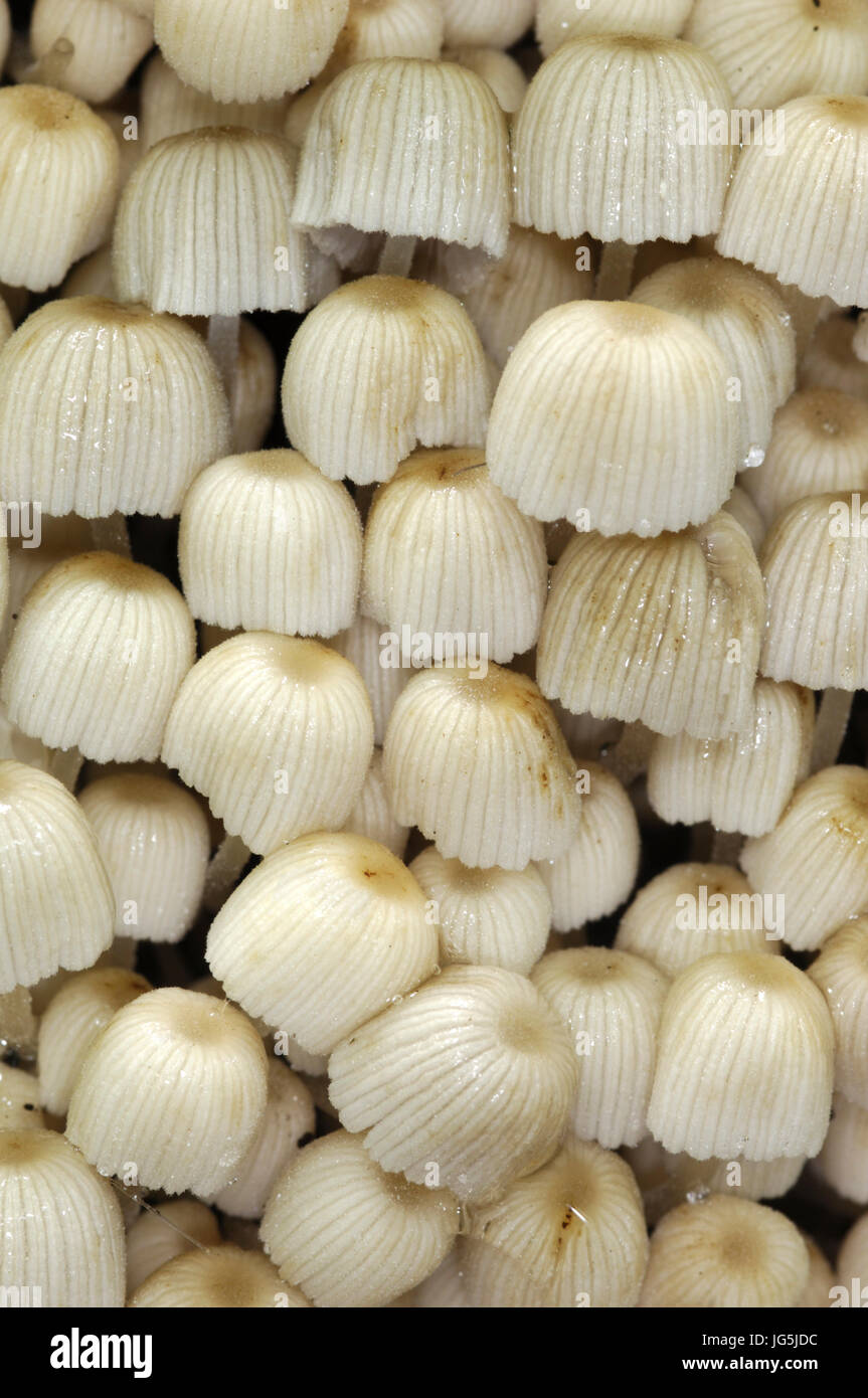 Fairy Inkcap - Coprinellus disseminatus Stock Photo - Alamy